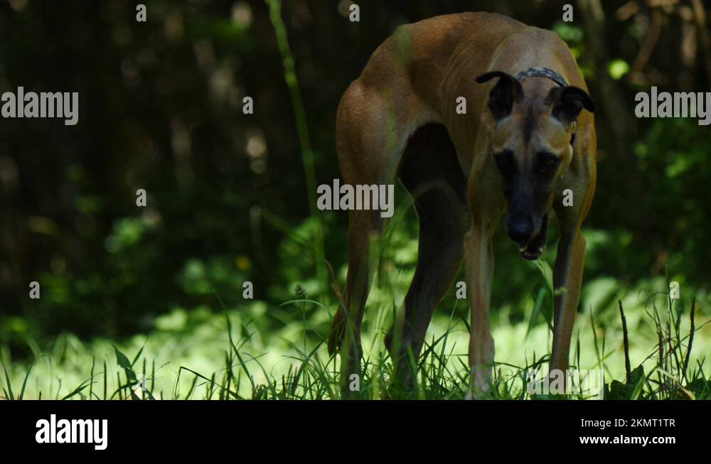 Spanish hunting dog Stock Videos & Footage - HD and 4K Video Clips - Alamy