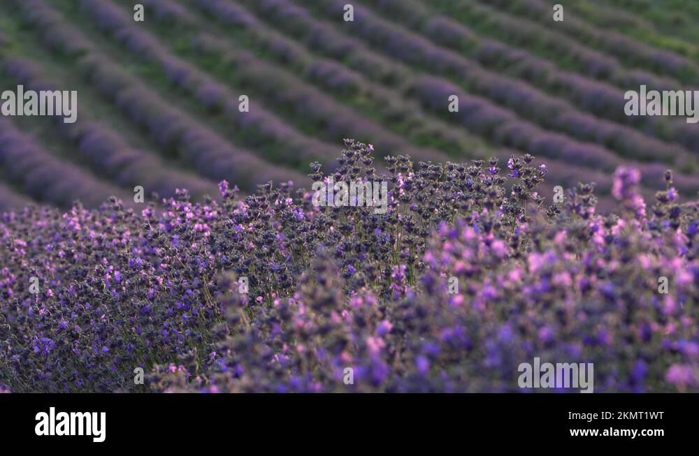 Field of lavender. Lavender Valley Farm. Beautiful purple flowers ...