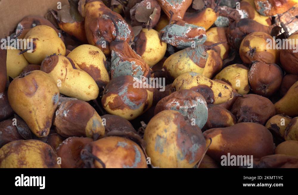 A pile of rotten, moldy pears. Mildew on Fruits. Food loss and waste ...