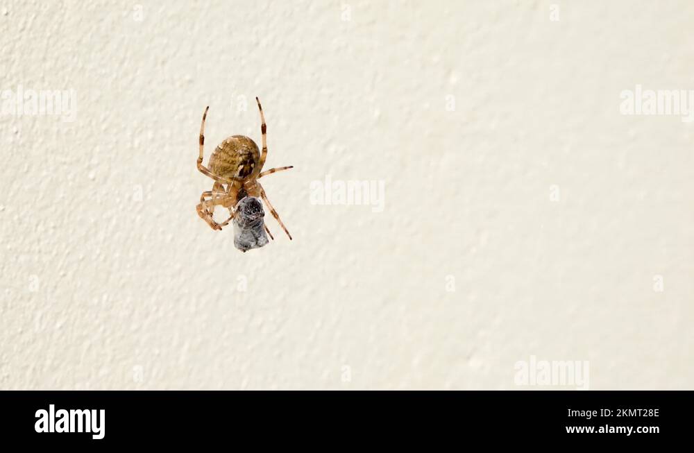 Cross Orb weaver spider eating prey in Ireland - View from the ...