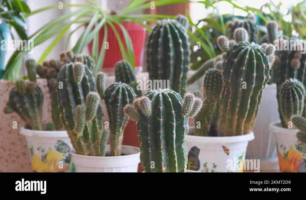Cacti growing in pot cacti growing in pots Stock Videos & Footage - HD ...
