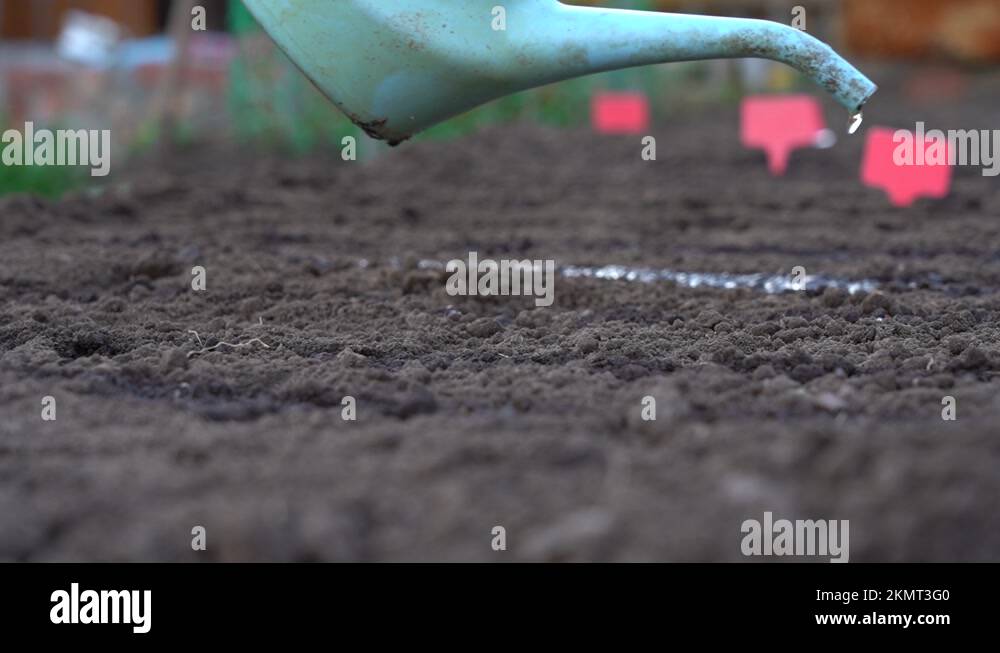 Water from a watering can is poured onto dry soil. Irrigation of the ...