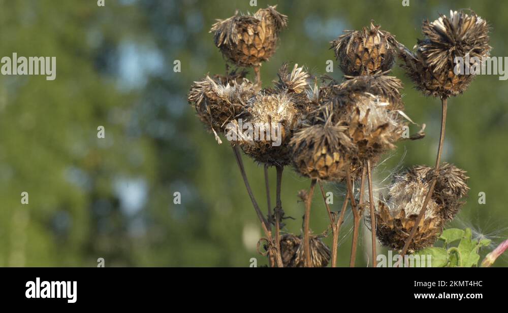 Plants seed pods Stock Videos & Footage - HD and 4K Video Clips - Alamy