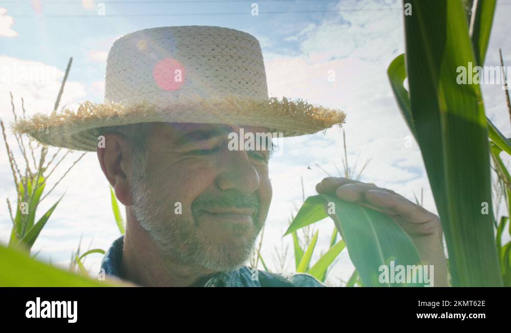 Farmer wearing straw hat walking through corn field. Man going between ...