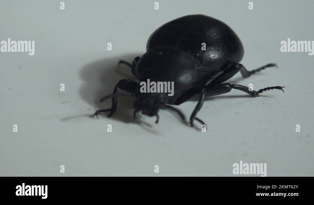 Crawls on a white sheet.True dung Beetle family Scarabaeidae, scarabs ...