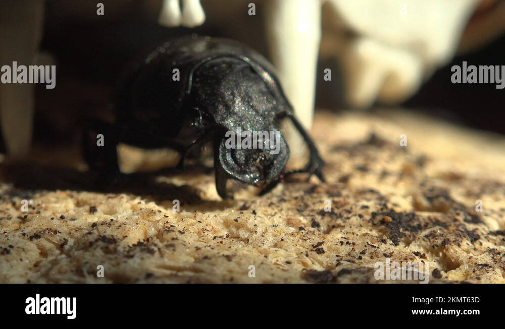 True dung Beetle family Scarabaeidae, scarabs or scarab beetles. Creeps on stone Stock Video ...
