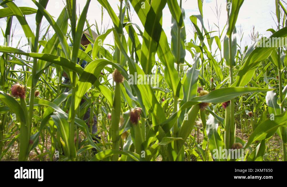 Farmer wearing straw hat walking through corn field. Man going between ...
