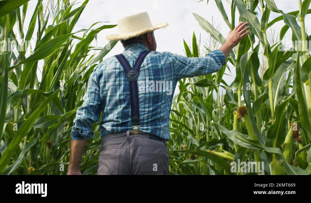 Walking through corn field Stock Videos & Footage - HD and 4K Video ...