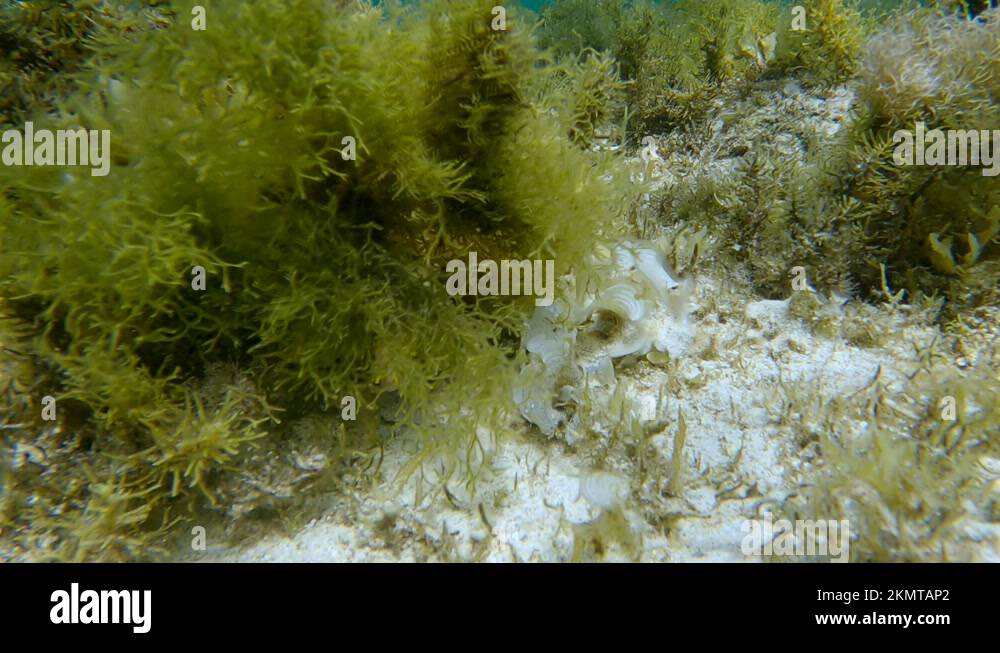 Moray eel peeking out of a burrow in a coral reef covered with algae ...