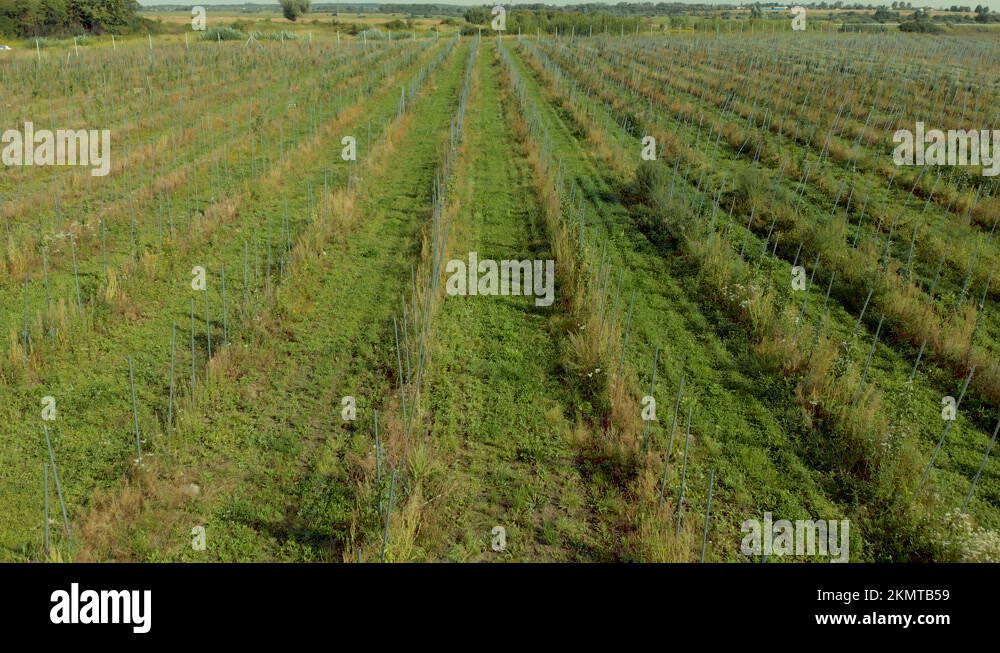 Apple Orchard Aerial View. Flying High Above an Apple Orchard. Flying A ...