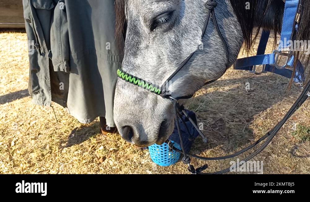 Horse wearing bridle bridle Stock Videos & Footage - HD and 4K Video ...