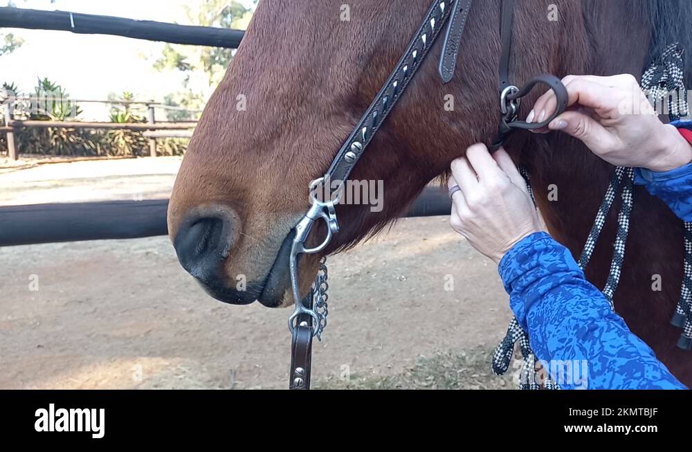 Equine bit Stock Videos & Footage - HD and 4K Video Clips - Alamy