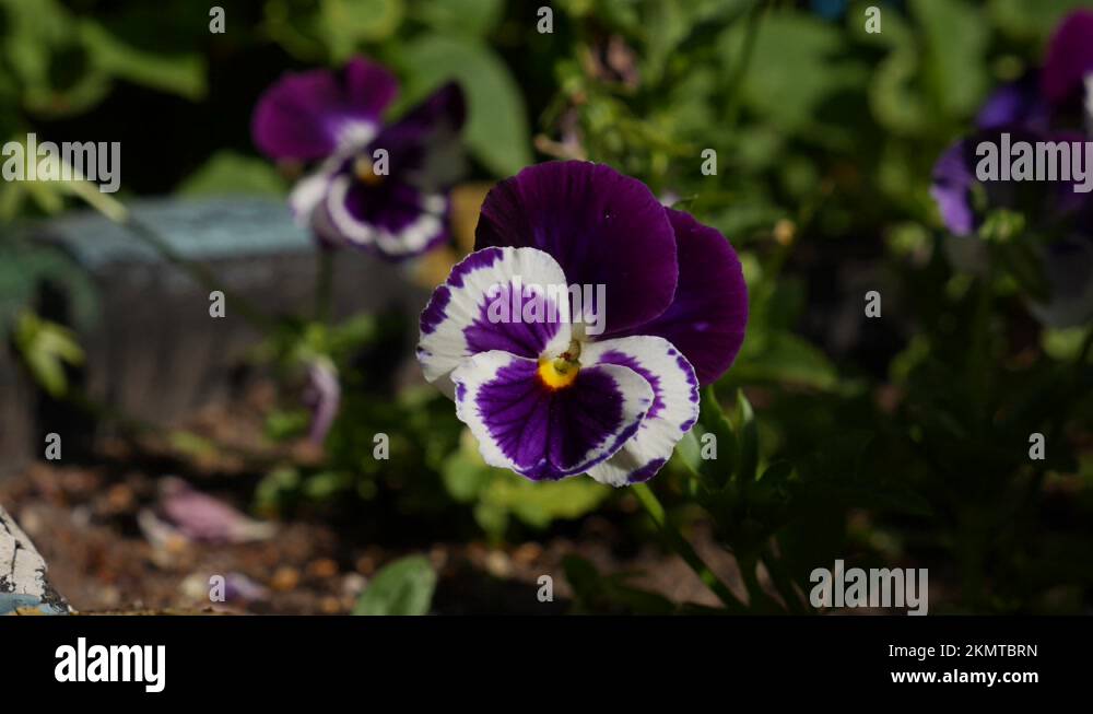 Mini pansies Stock Videos & Footage - HD and 4K Video Clips - Alamy