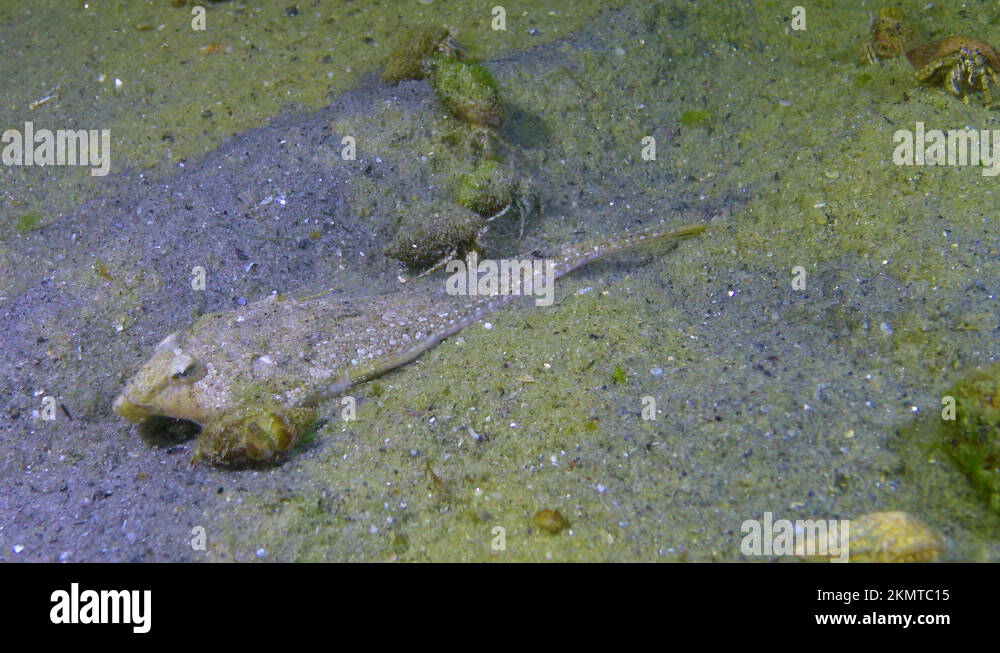 Fish of the Black Sea, Female Sailfin dragonet (Callionymus pusillus ...