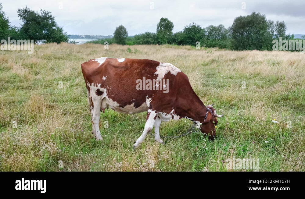 Spotted cow cows Stock Videos & Footage - HD and 4K Video Clips - Alamy