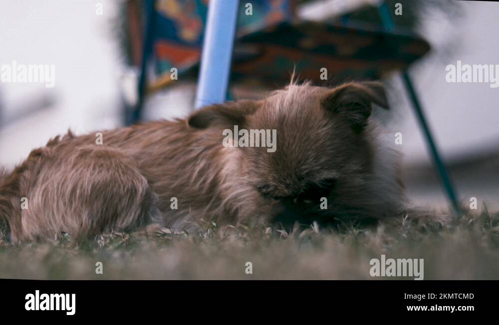 Being a dog Stock Videos & Footage - HD and 4K Video Clips - Alamy