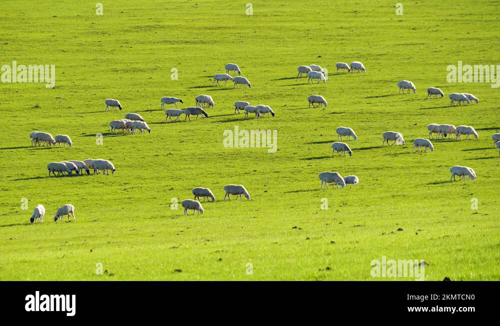 Prairie sheep Stock Videos & Footage - HD and 4K Video Clips - Alamy