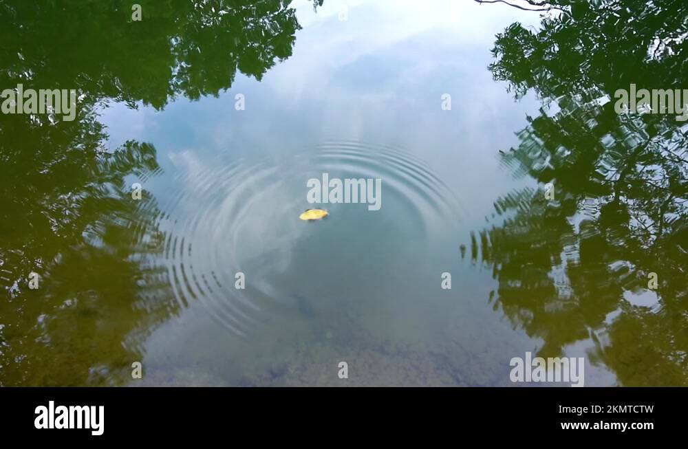 Water ripples and leaf Stock Videos & Footage - HD and 4K Video Clips ...