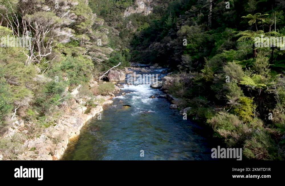 Native plants and fauna Stock Videos & Footage - HD and 4K Video Clips ...