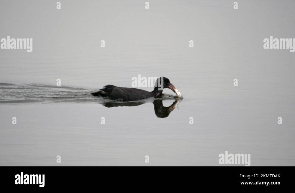 Duck catching Stock Videos & Footage - HD and 4K Video Clips - Alamy