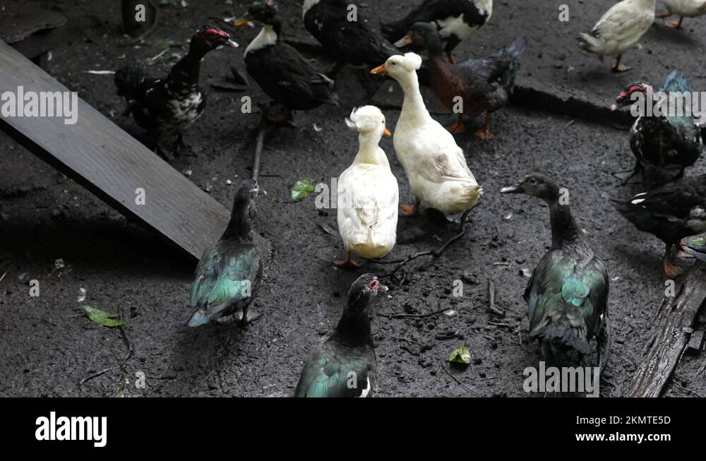 Muscovy ducks ground Stock Videos & Footage - HD and 4K Video Clips - Alamy
