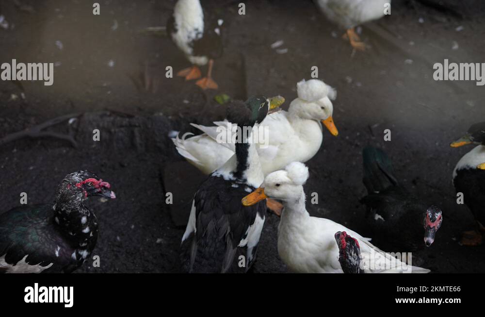 White crested duck Stock Videos & Footage - HD and 4K Video Clips - Alamy