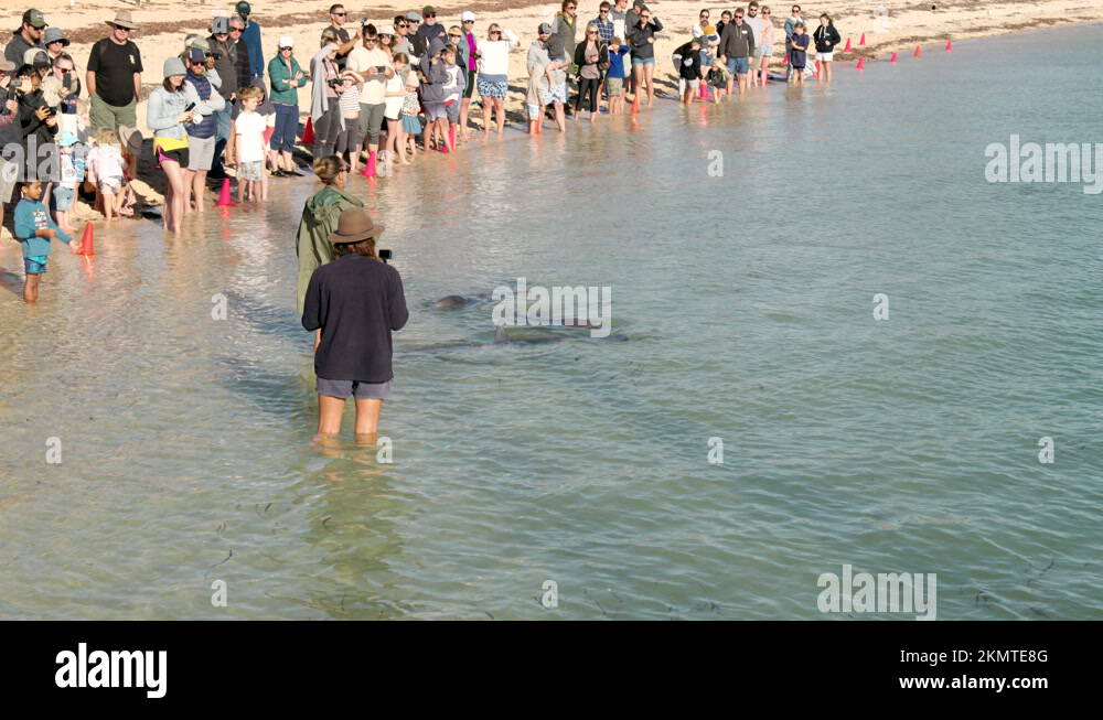 Wildlife rangers Stock Videos & Footage - HD and 4K Video Clips - Alamy