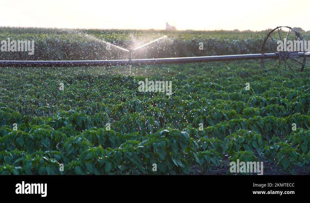 Pepper sprinkler Stock Videos & Footage - HD and 4K Video Clips - Alamy