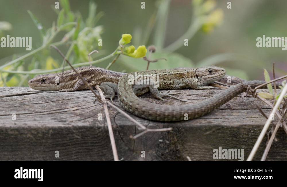 Fence lizards Stock Videos & Footage - HD and 4K Video Clips - Alamy