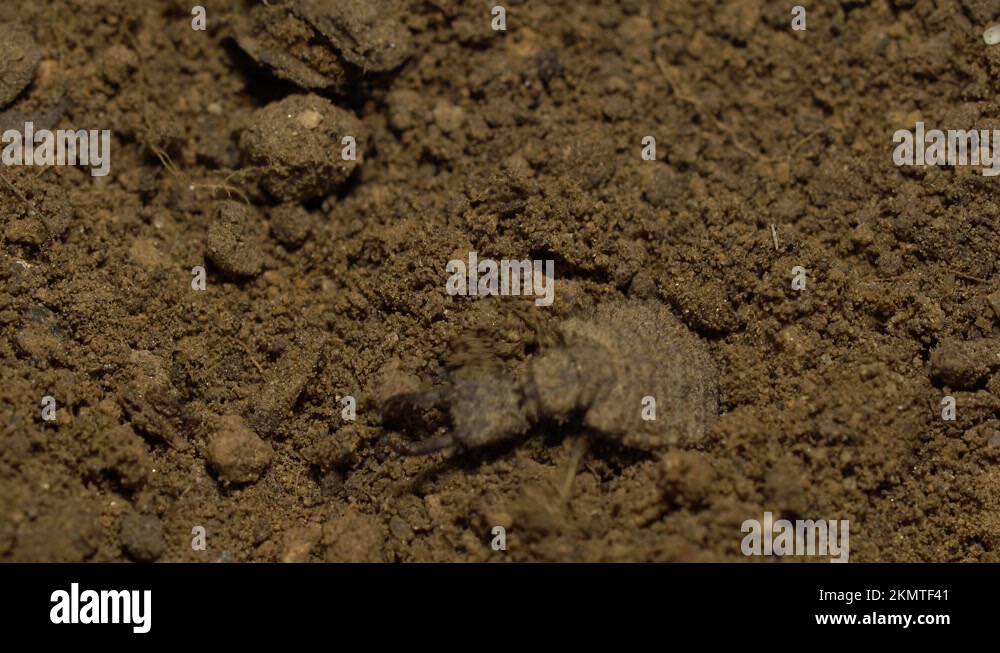 Gravel trap Stock Videos & Footage - HD and 4K Video Clips - Alamy