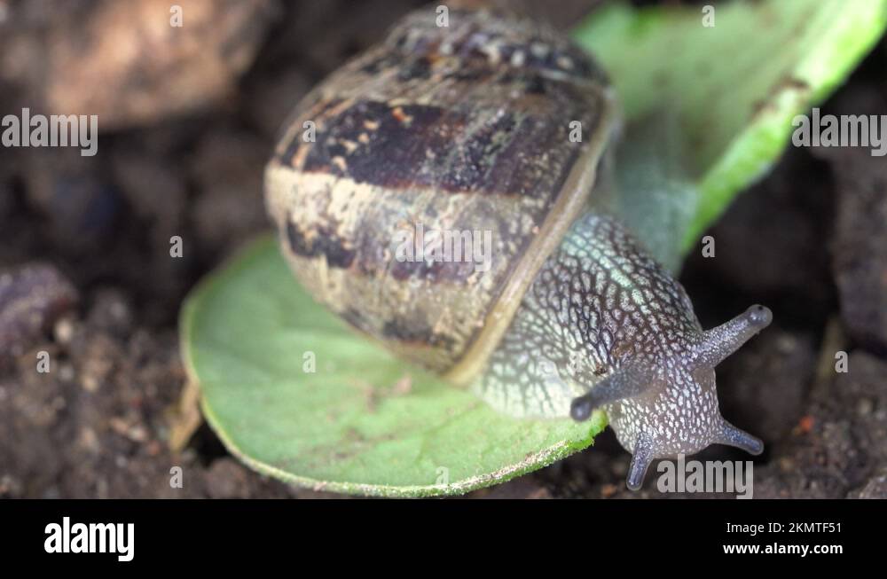 Common garden snail shell Stock Videos & Footage - HD and 4K Video ...