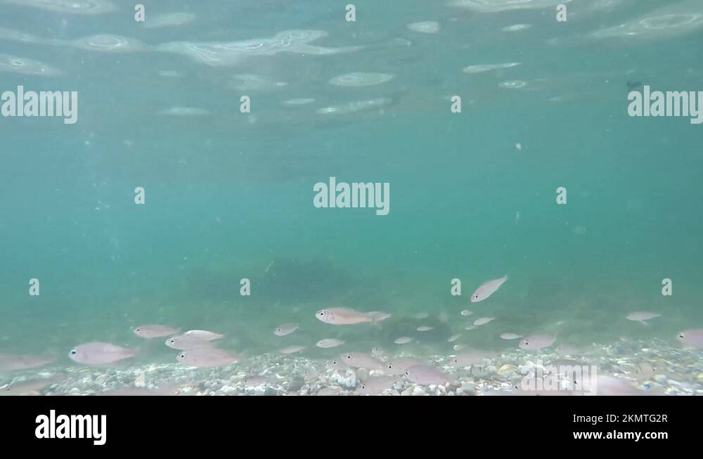 Underwater Small Fish Swimming Past In Shallow Water. Locked Off Stock ...