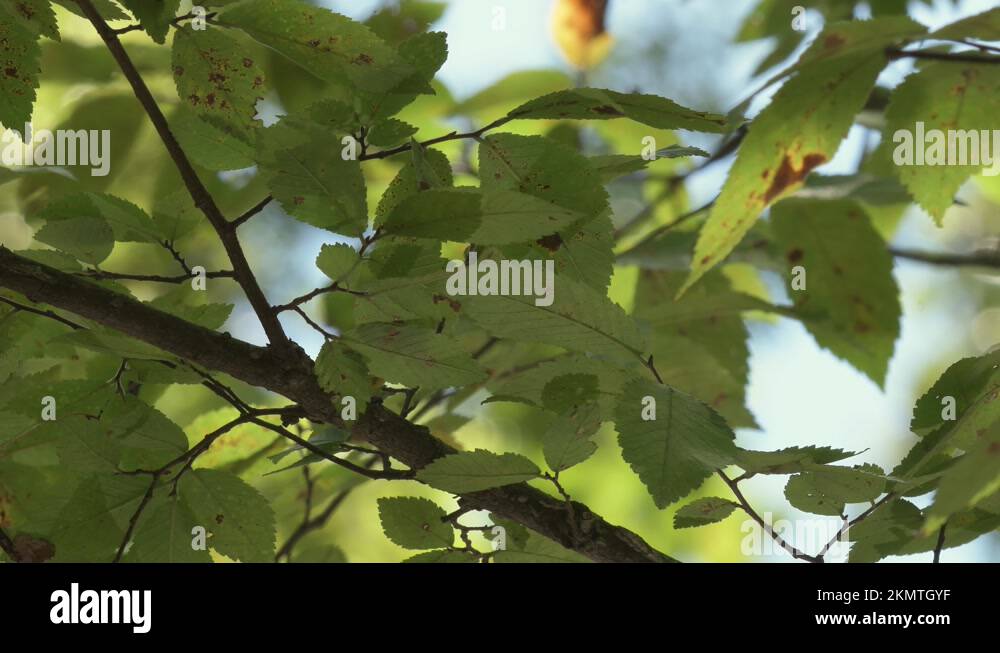 Elm texture Stock Videos & Footage - HD and 4K Video Clips - Alamy