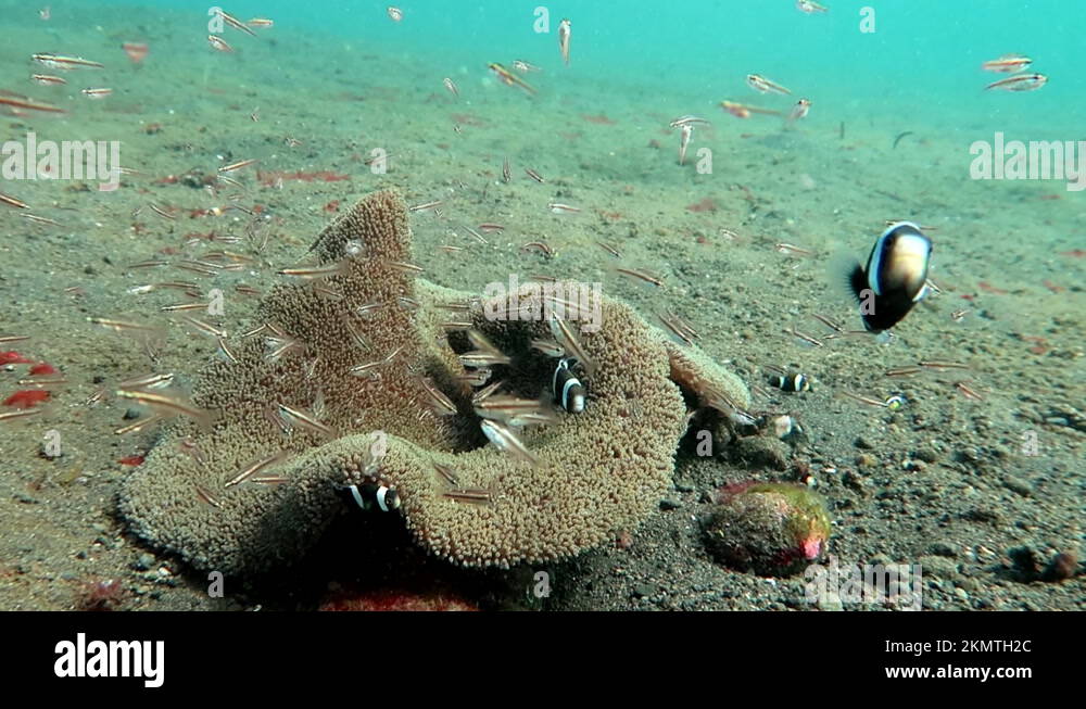 Shi clown-fish hiding between tentacles of anemone Common anemonefish ...
