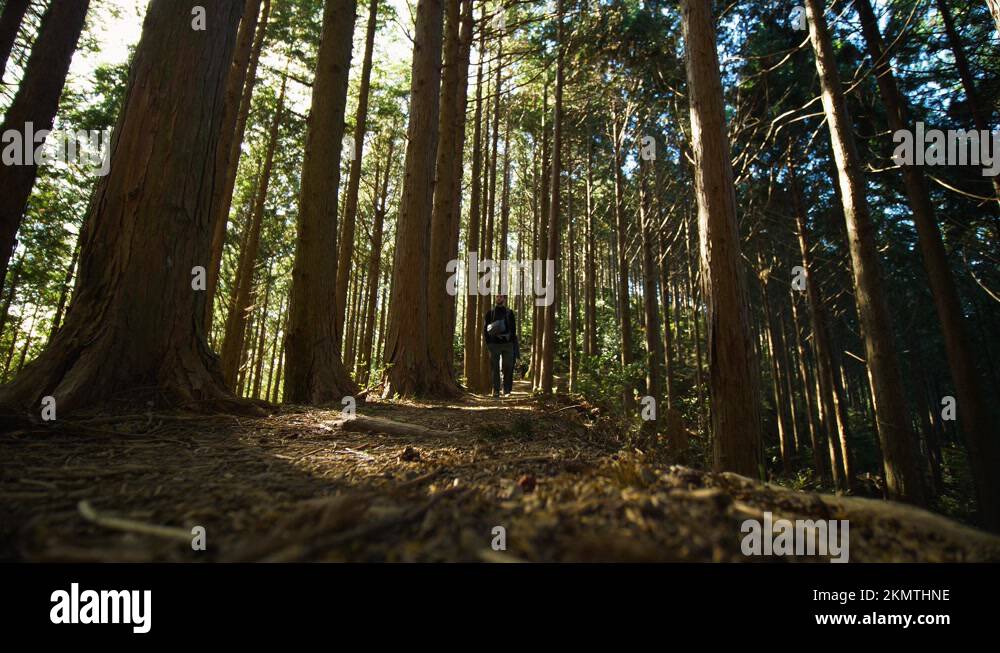 Forest walk japan Stock Videos & Footage - HD and 4K Video Clips - Alamy