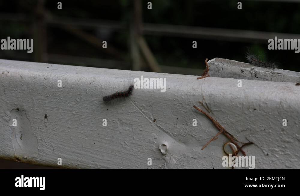 Monarch butterfly worm Stock Videos & Footage - HD and 4K Video Clips ...