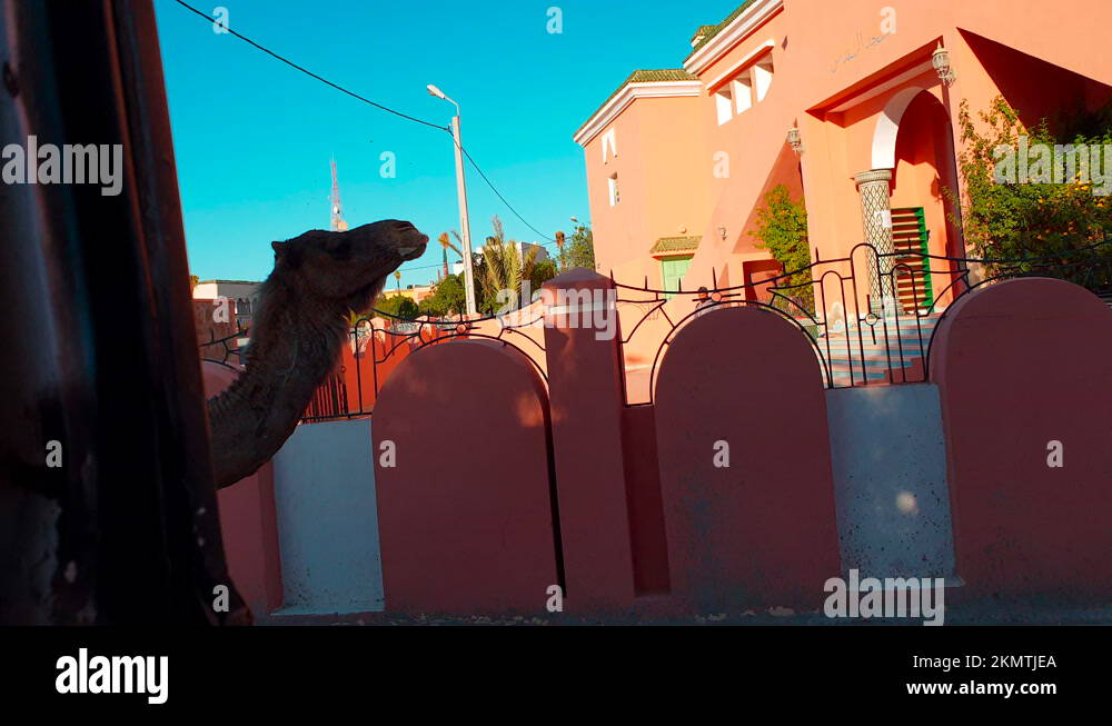 Shocking images Stock Videos & Footage - HD and 4K Video Clips - Alamy