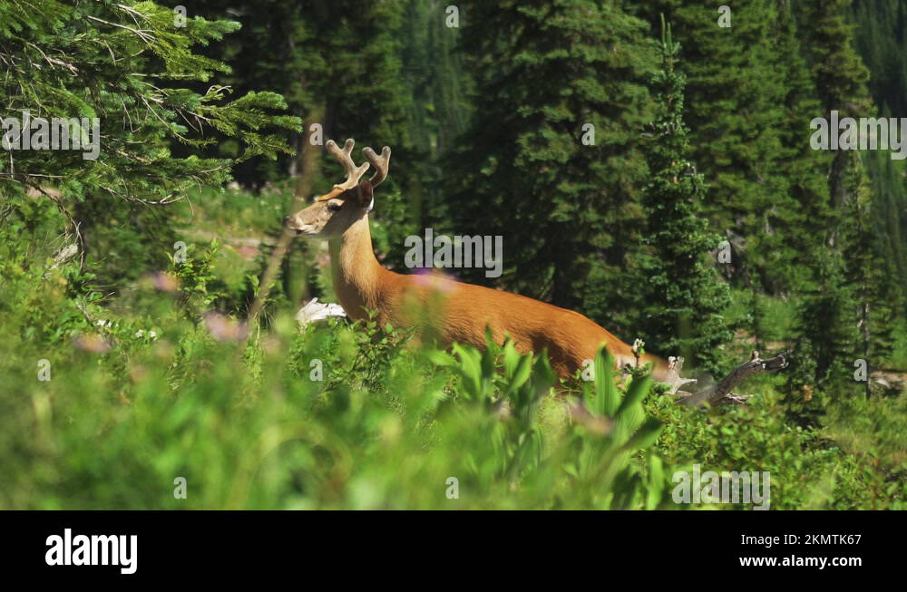 American native species Stock Videos & Footage - HD and 4K Video Clips ...