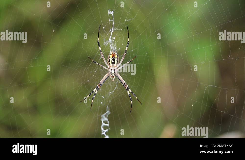 Spider camera Stock Videos & Footage - HD and 4K Video Clips - Alamy