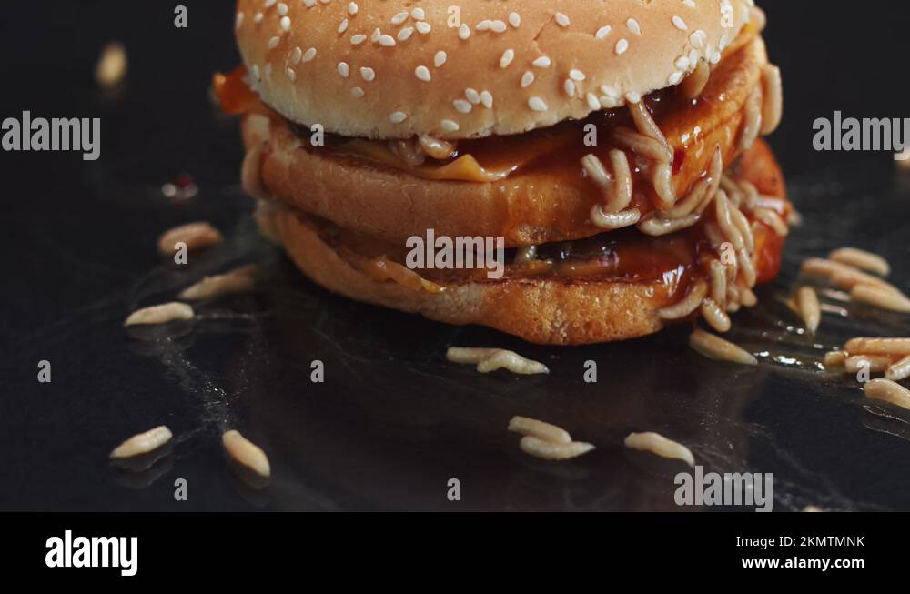 Larvae maggot crawl and out of burger leaving trail of mucus at black ...