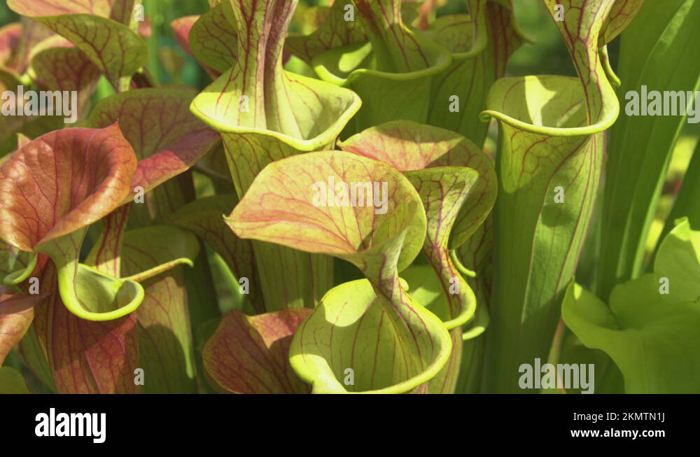 Tubular spring Stock Videos & Footage - HD and 4K Video Clips - Alamy