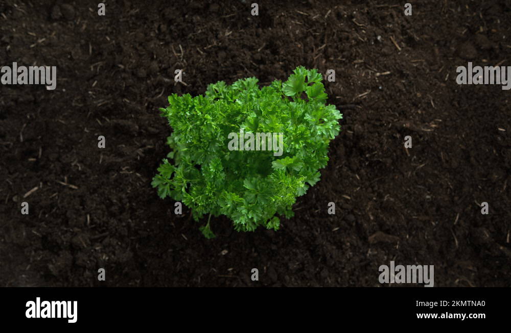 Parsley Herb Growing up from Ground in Slow Motion and Macro - Top View ...