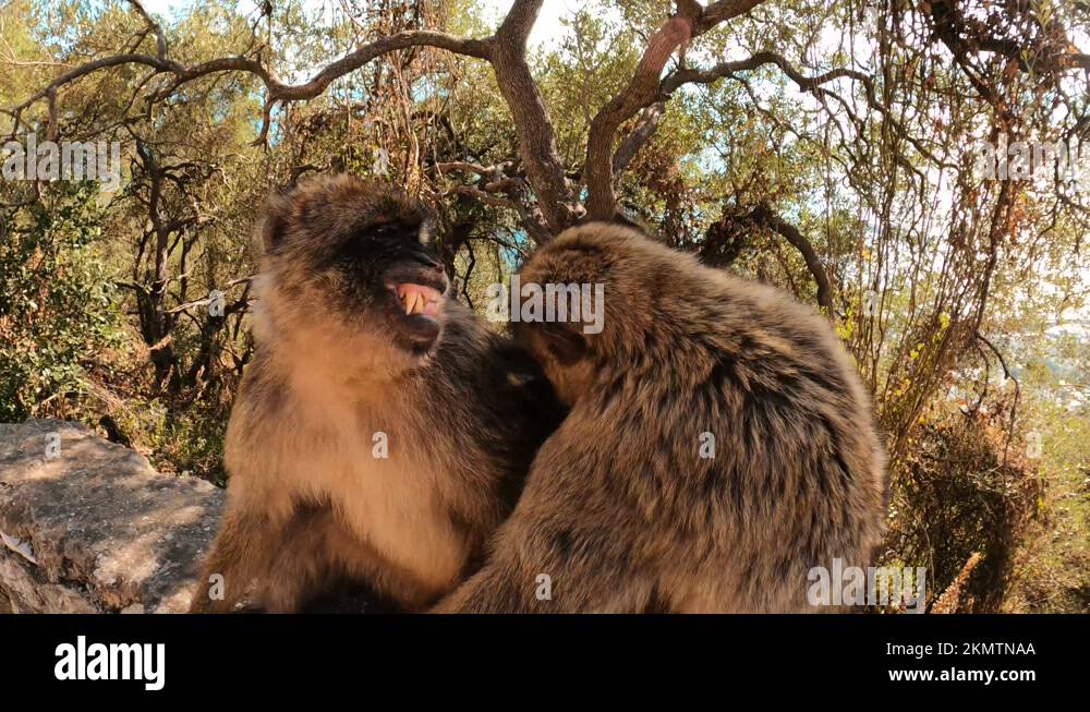 Monkeys of europe Stock Videos & Footage - HD and 4K Video Clips - Alamy