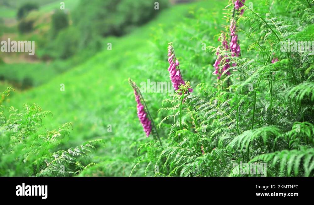 Field of fern Stock Videos & Footage - HD and 4K Video Clips - Alamy