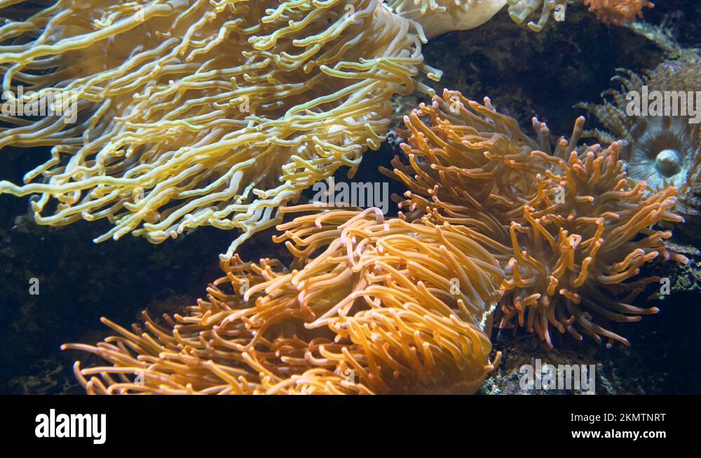 Predatory animals Stock Videos & Footage - HD and 4K Video Clips - Alamy