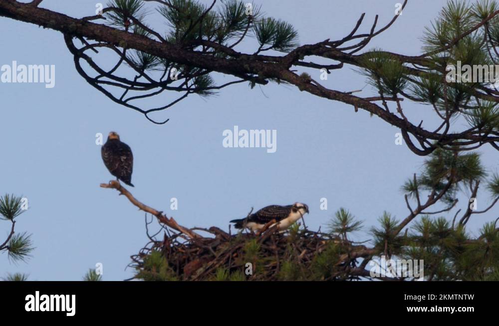 Raptor eating hunt Stock Videos & Footage - HD and 4K Video Clips - Alamy