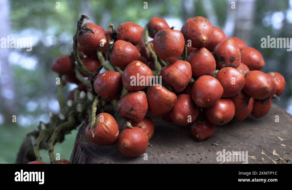 Peach palm Stock Videos & Footage - HD and 4K Video Clips - Alamy