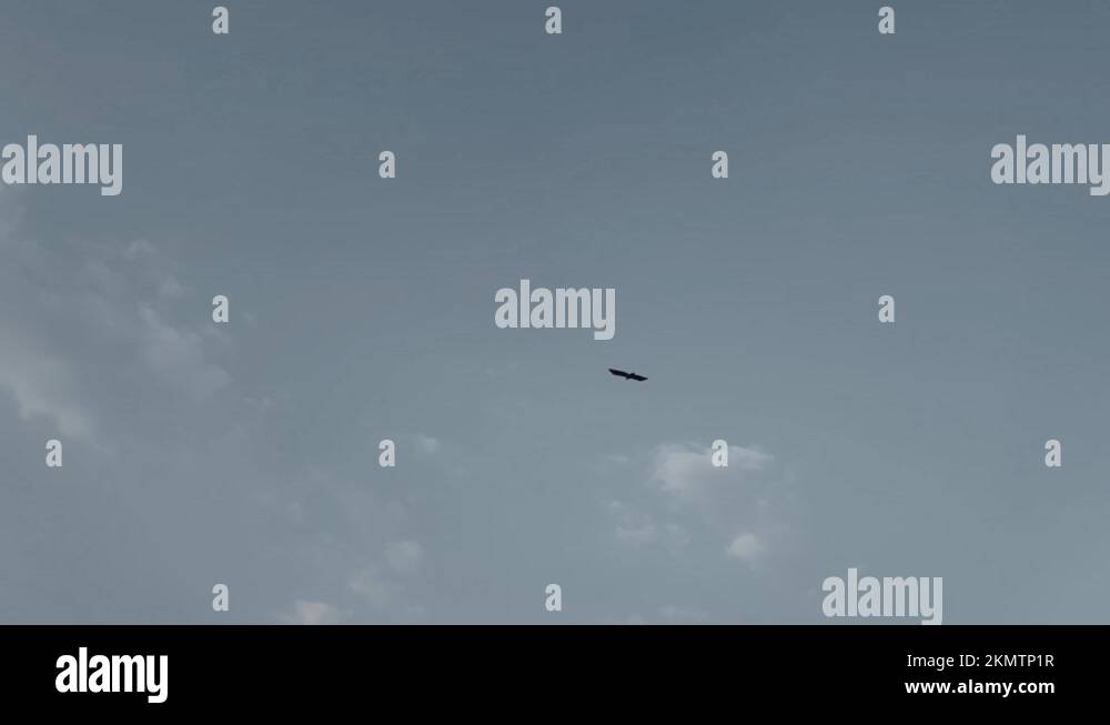 Flying raptor Stock Videos & Footage - HD and 4K Video Clips - Alamy