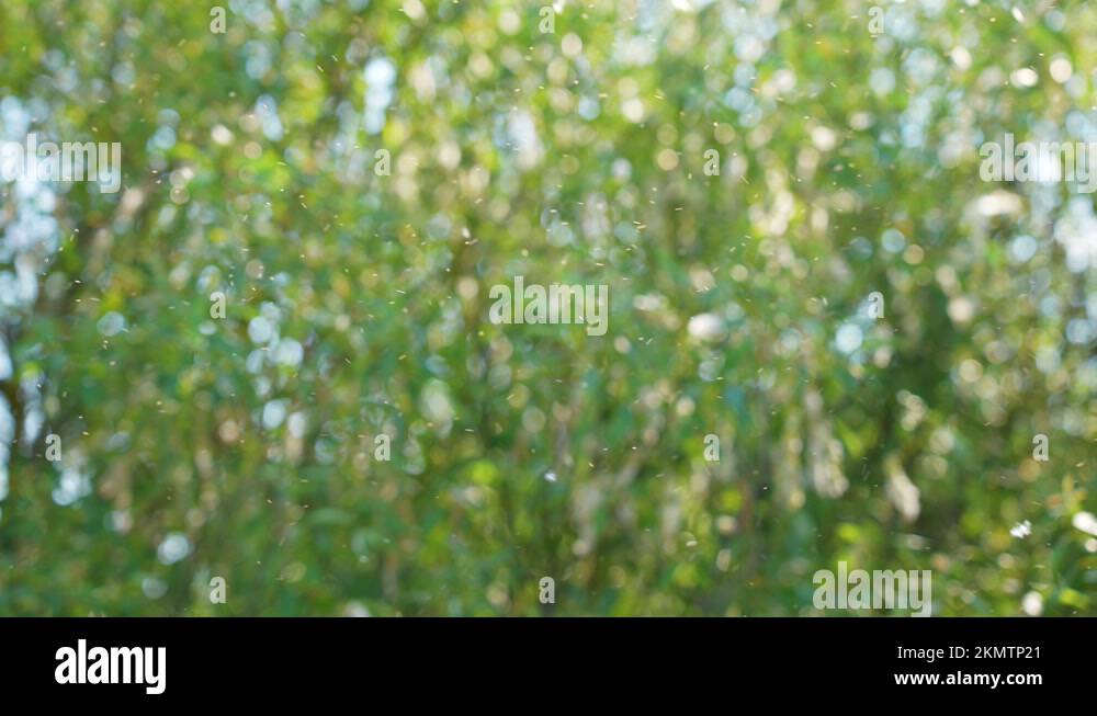 Many particles of pollen fluff and clouds of insects flying all around ...