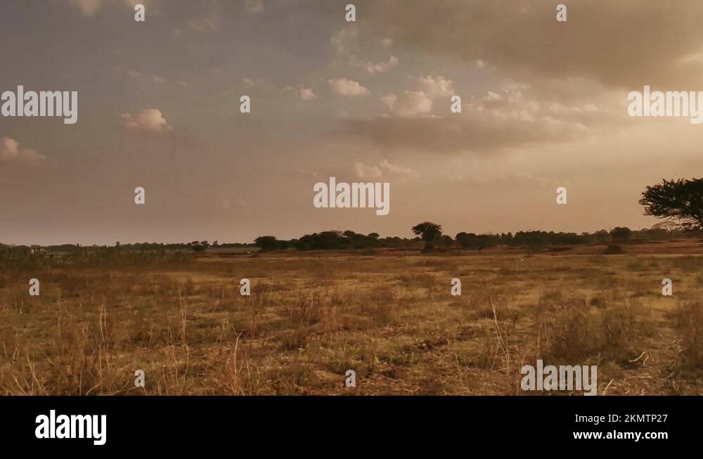 Field wildlife Stock Videos & Footage - HD and 4K Video Clips - Alamy
